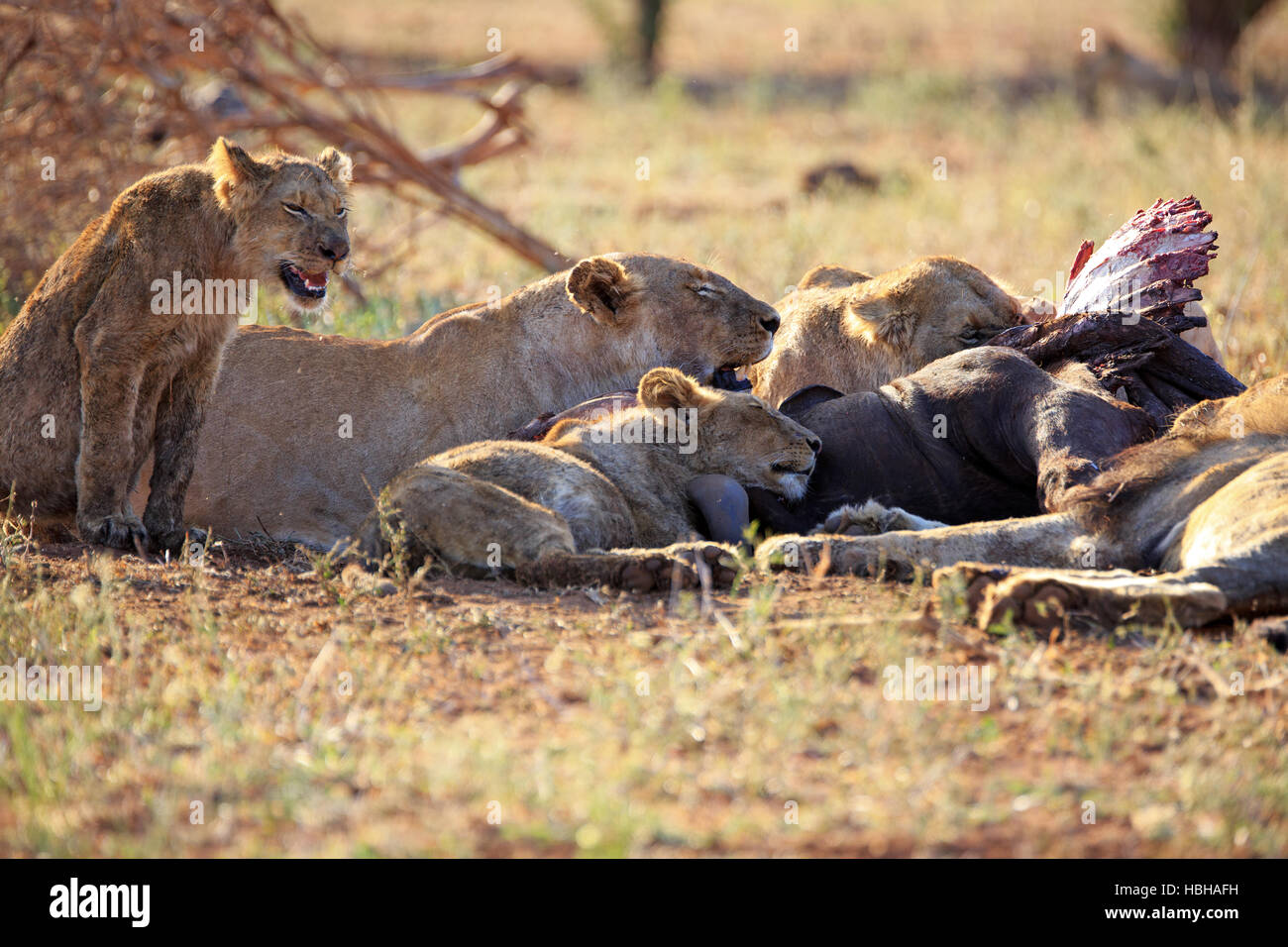 a pride of lions eats a buffalo Stock Photo - Alamy