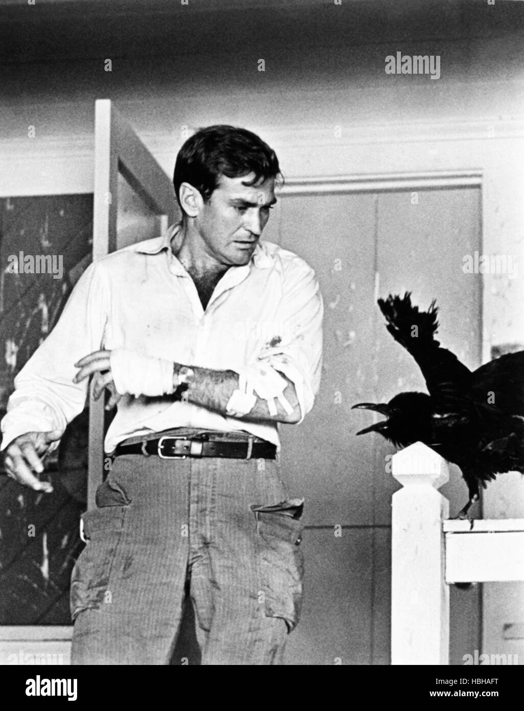 THE BIRDS, Rod Taylor, 1963 Stock Photo - Alamy