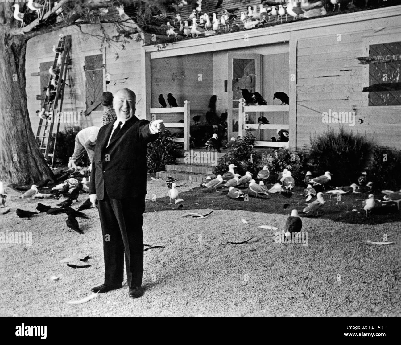 THE BIRDS, Alfred Hitchcock, on-set, 1963 Stock Photo - Alamy