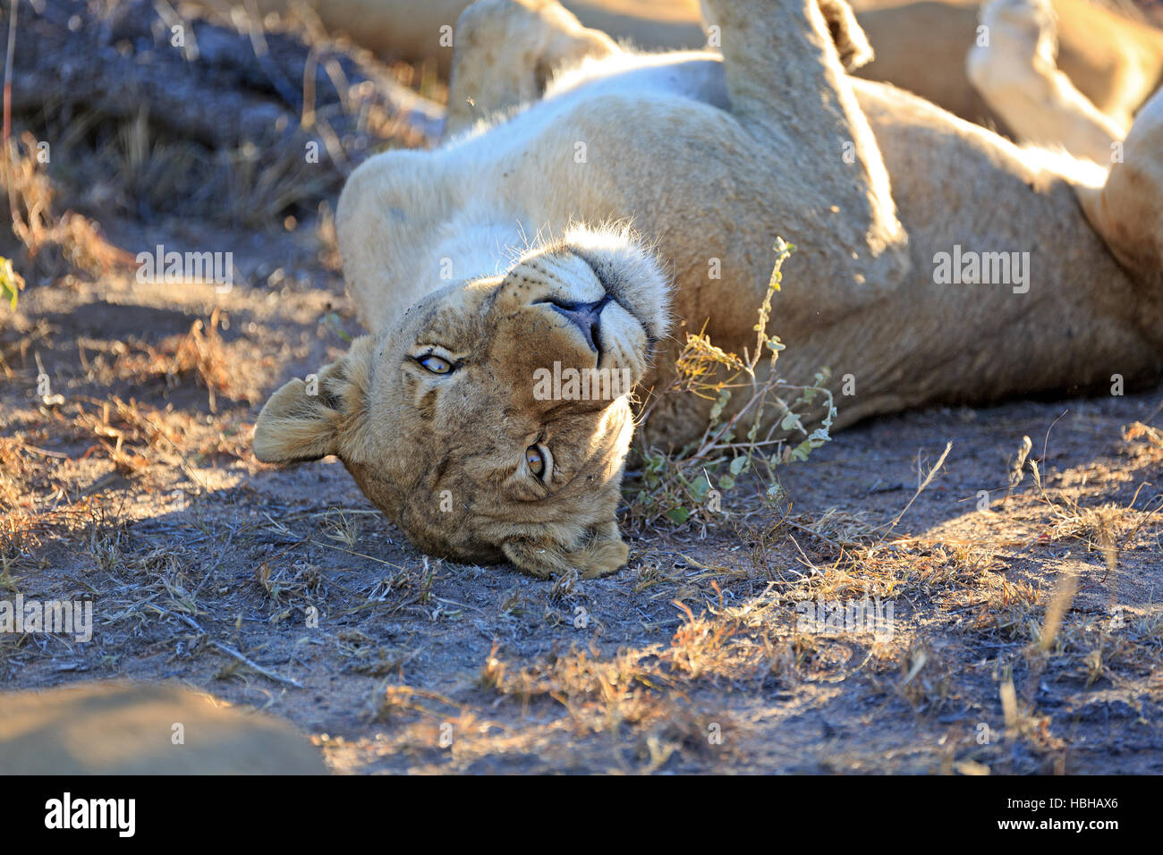 Sleeping lioness hi-res stock photography and images - Alamy