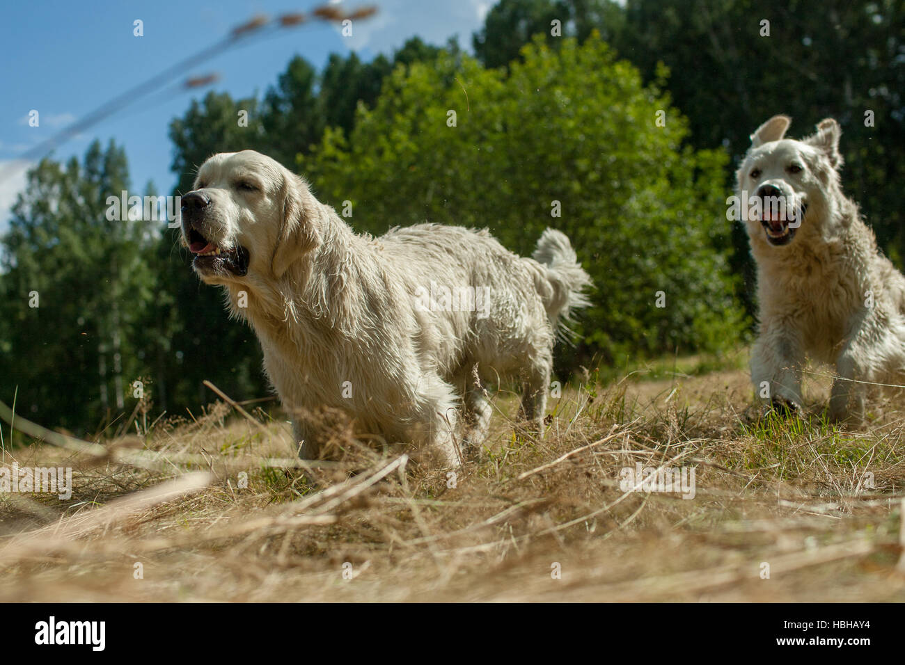 two racing dogs Stock Photo - Alamy