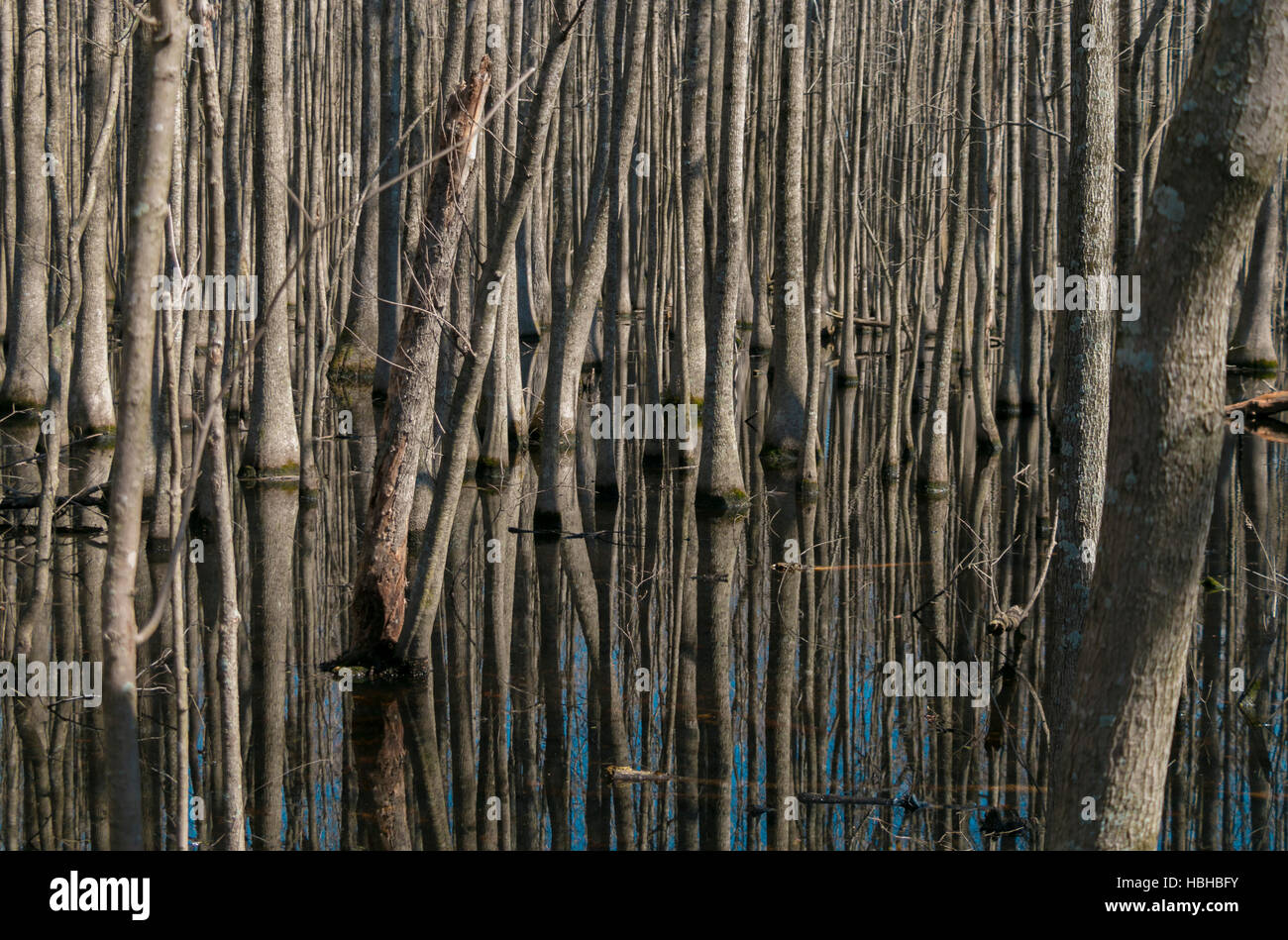 Swamp Cypress Trees High Resolution Stock Photography and Images - Alamy
