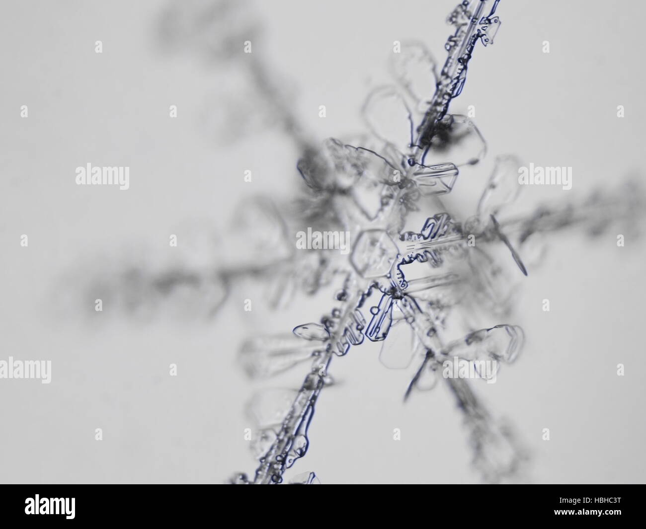 Real macro photo natural hi-res stock photography and images - Alamy