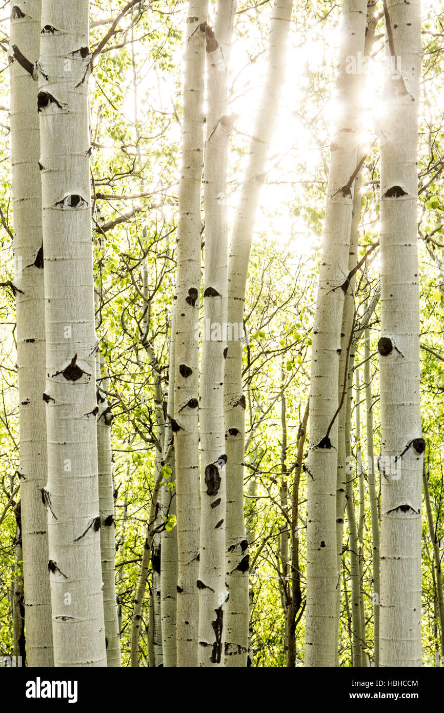 Aspen grove hi-res stock photography and images - Alamy
