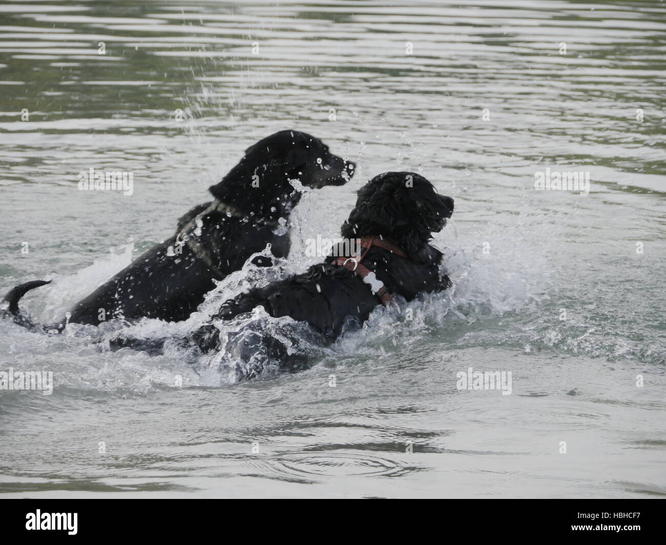 Two black dogs playing in water Stock Photo - Alamy