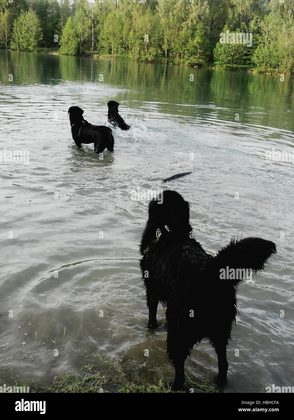 Three wet dogs playing in water Stock Photo - Alamy