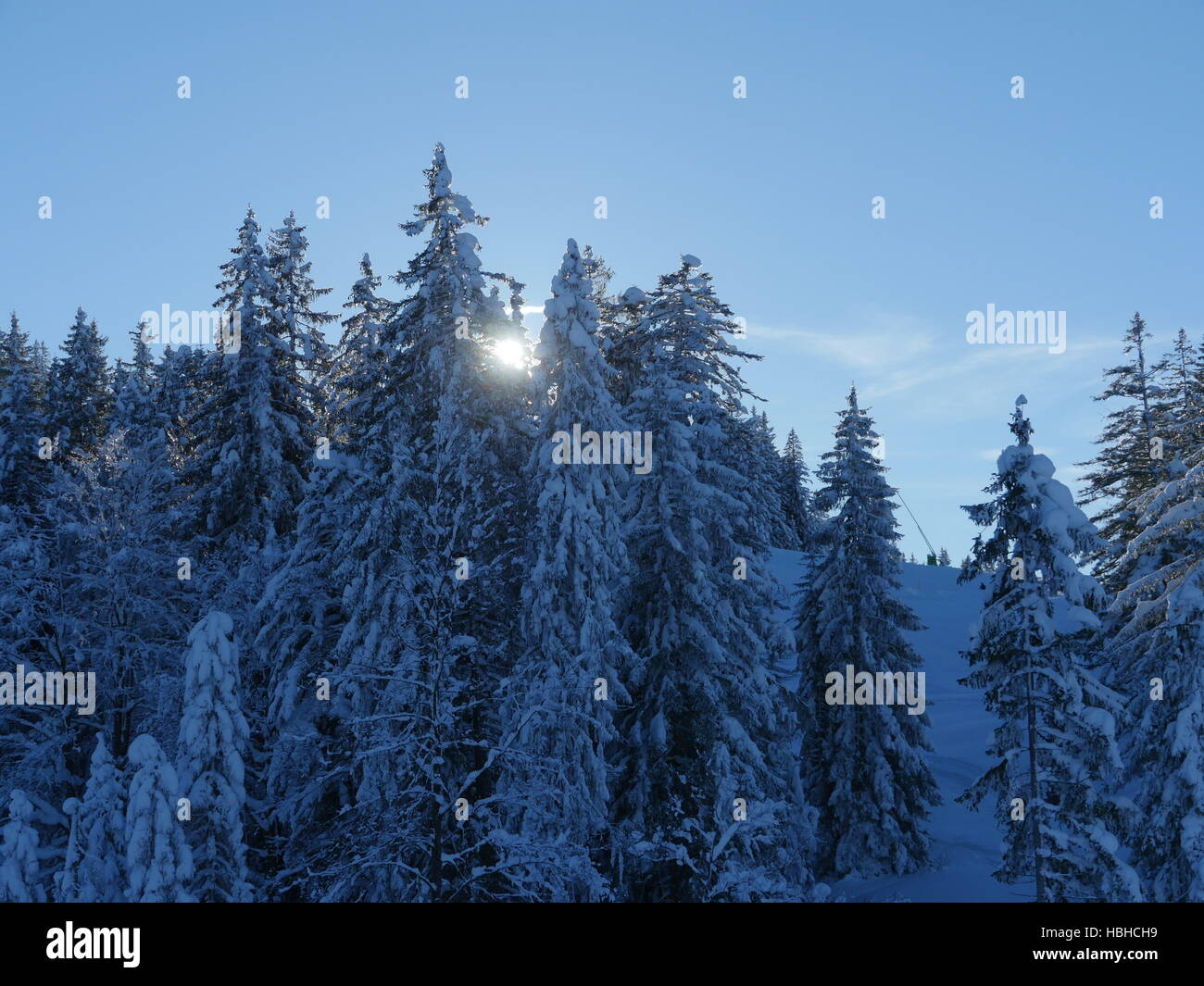 Tree background hi-res stock photography and images - Alamy