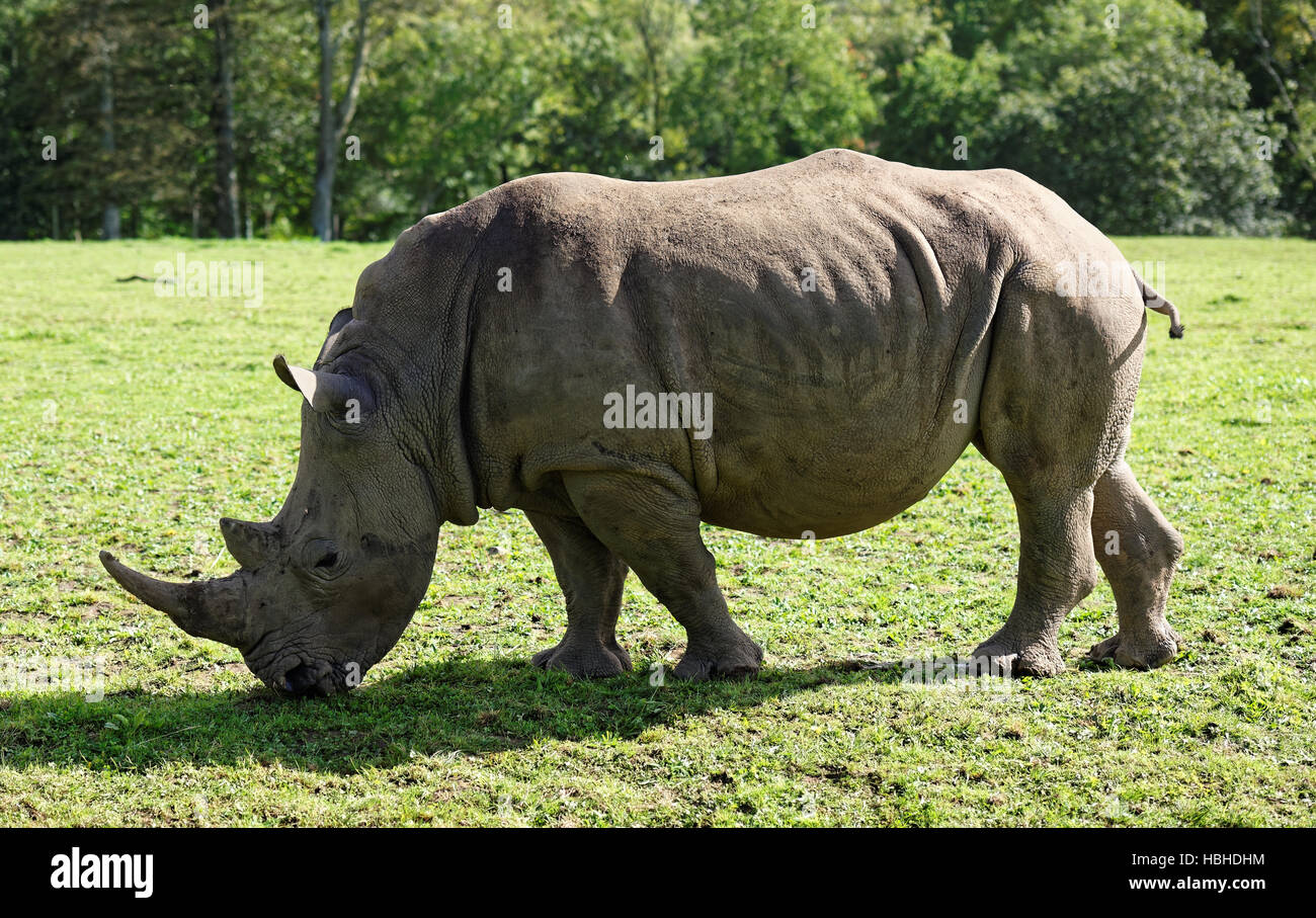 Walking left hi-res stock photography and images - Alamy