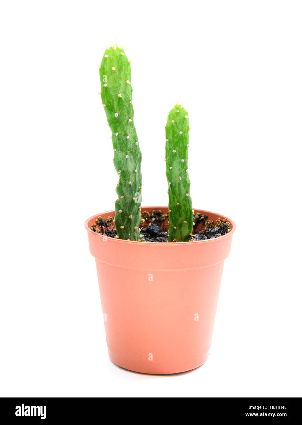 Opuntia houseplant Cut Out Stock Images & Pictures - Alamy