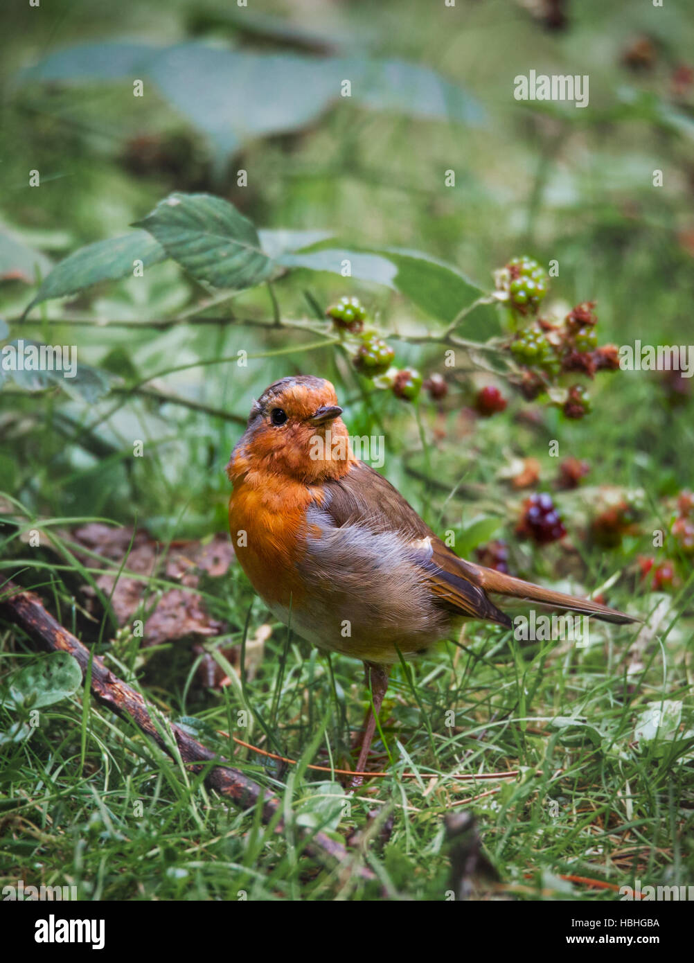 Robin in tree hi-res stock photography and images - Alamy