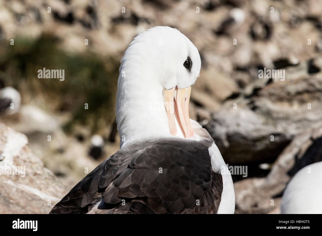 black-browed albatross (Thalassarche melanophris) close up of head and ...