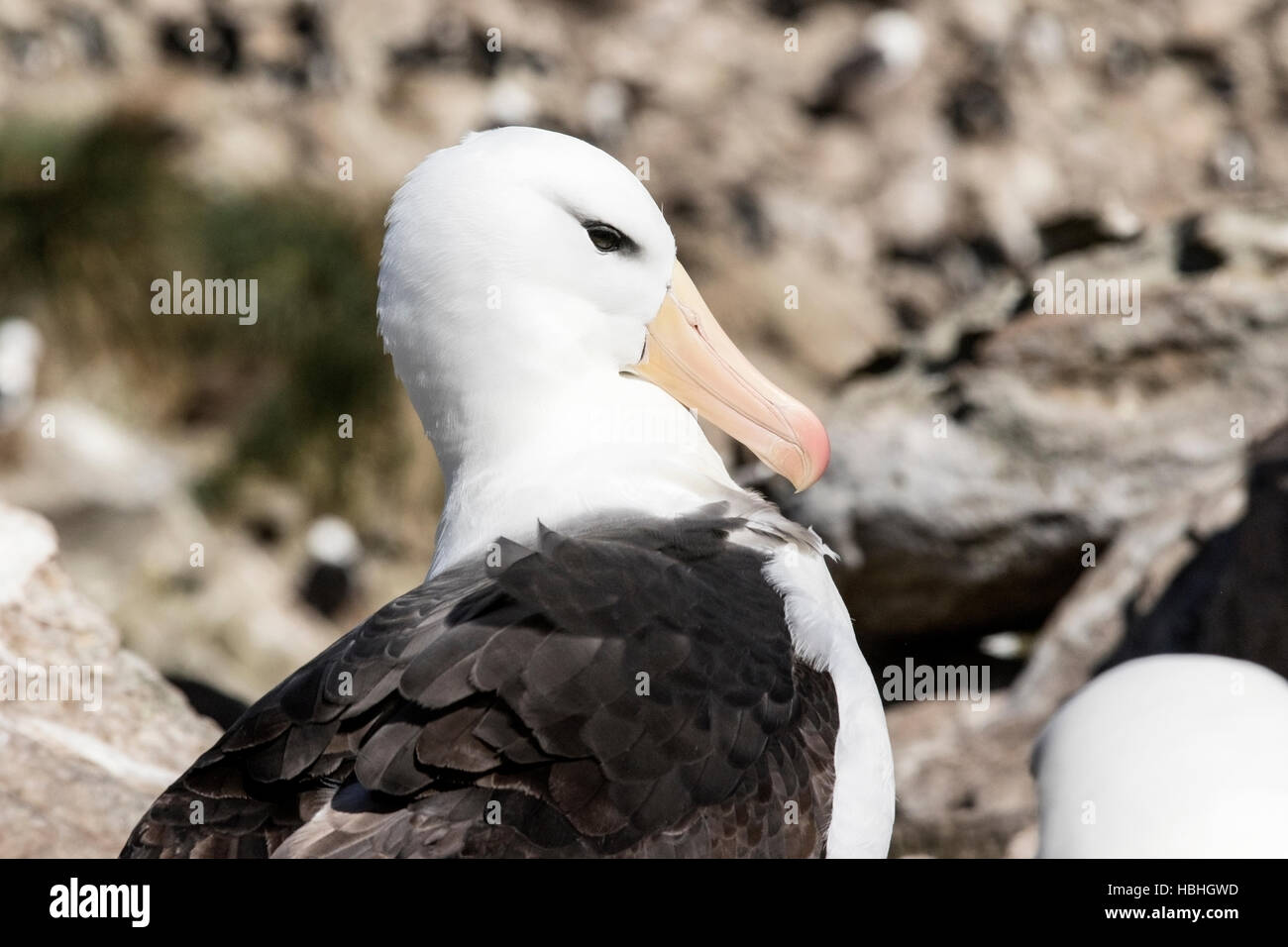 black-browed albatross (Thalassarche melanophris) close up of head and ...