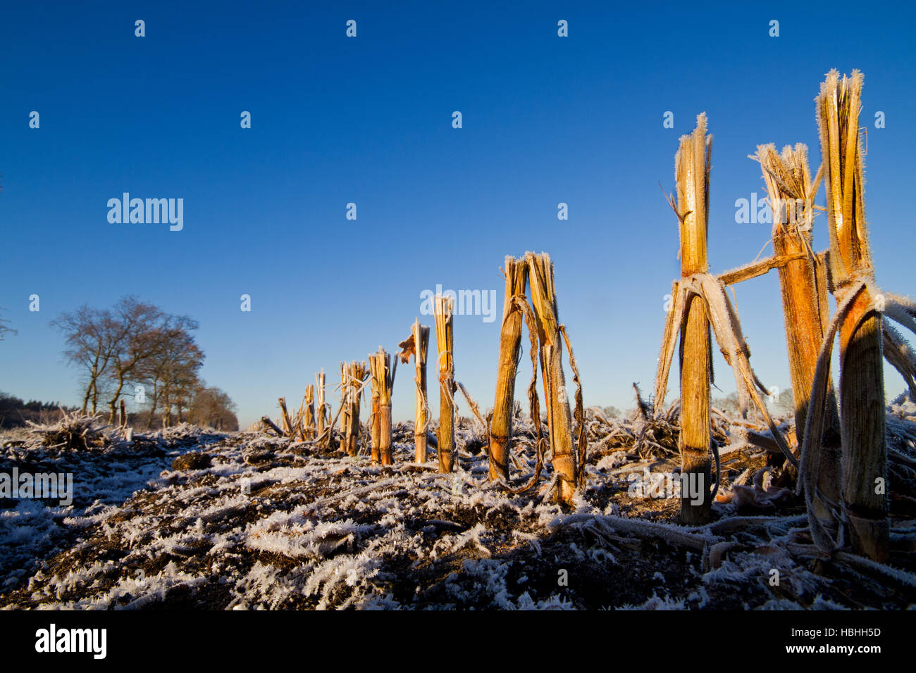 Frozen soil hi-res stock photography and images - Alamy