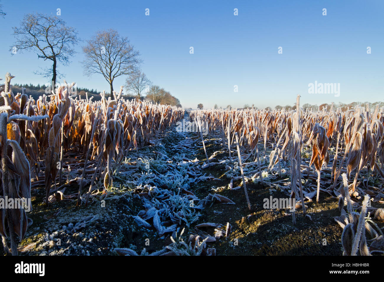 Wilted Lilies in rows on a frosty field Stock Photo - Alamy