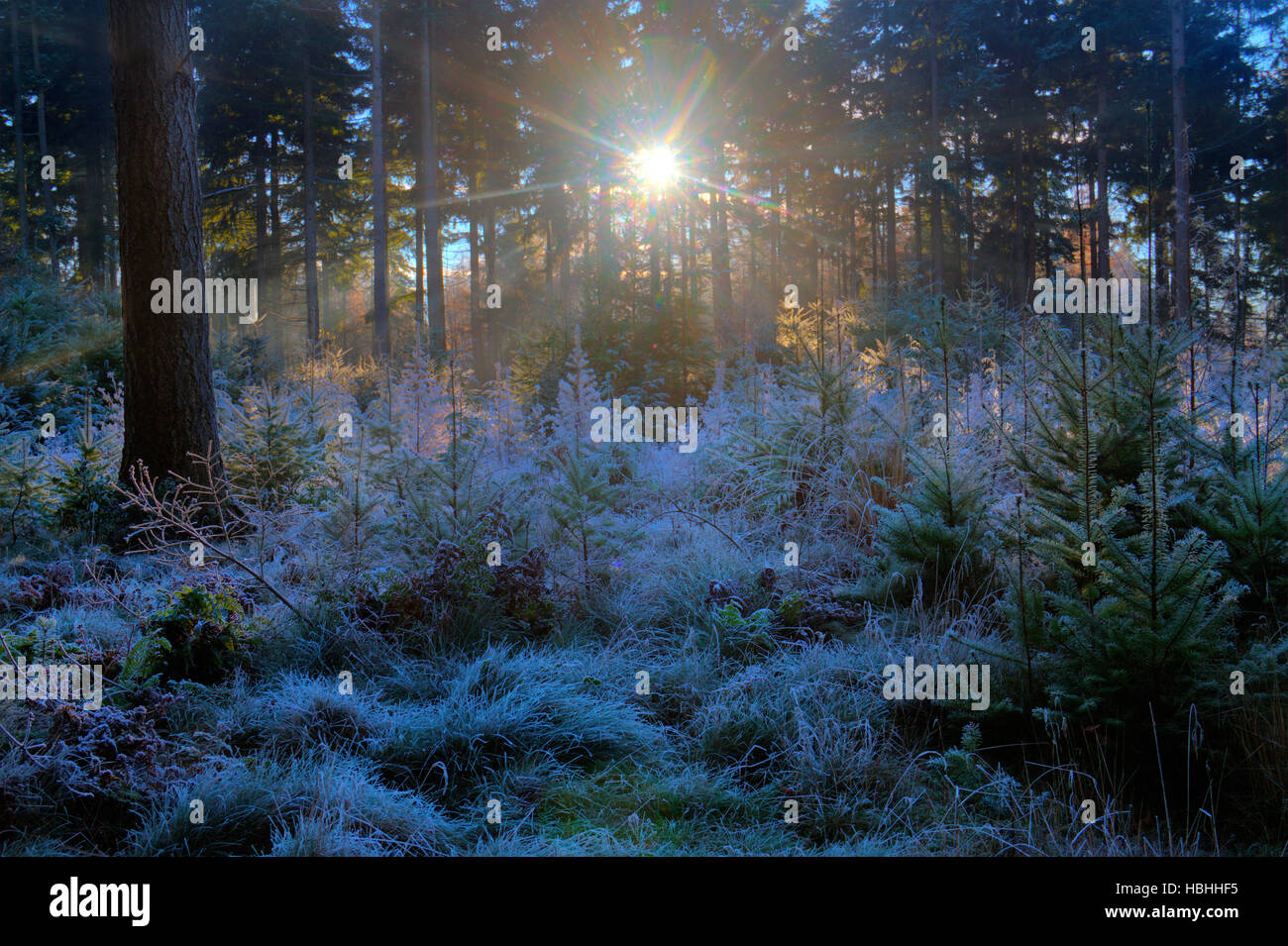 Ice forest night hi-res stock photography and images - Alamy