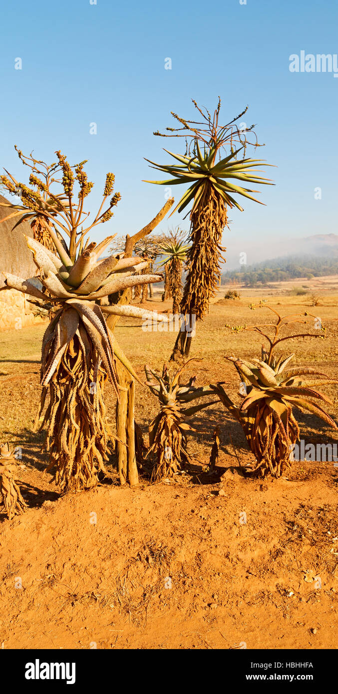 blur in swaziland mlilwane wildlife nature reserve mountain and tree ...