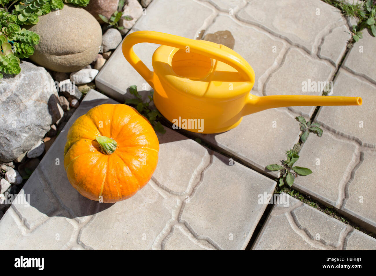 Big Pumpkin in an autumn country fair Stock Photo - Alamy