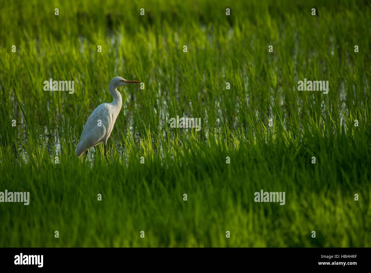 Karmali Lake in Goa is a tiny birding hotspot Stock Photo - Alamy