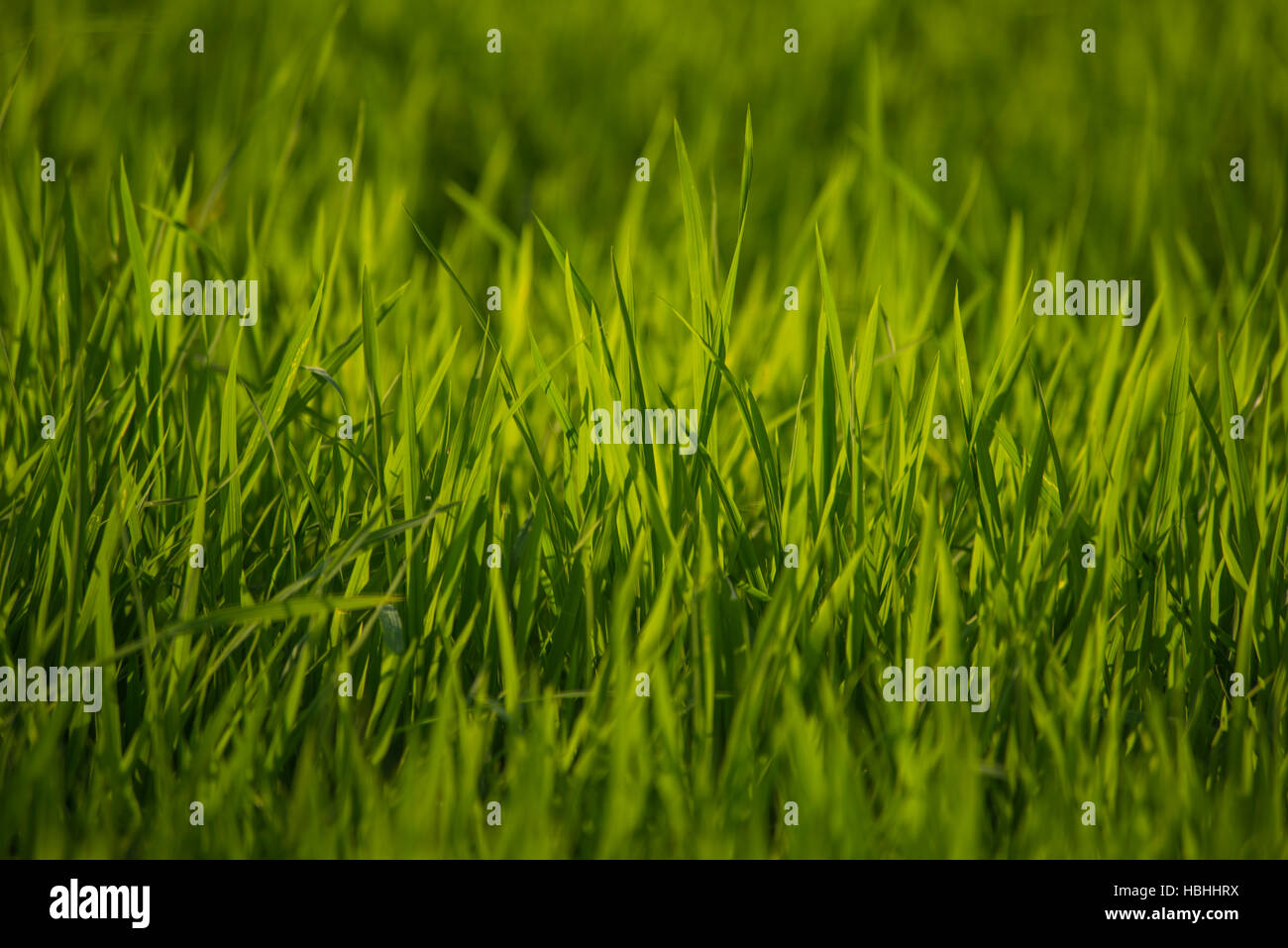 Karmali Lake in Goa is a tiny birding hotspot Stock Photo - Alamy