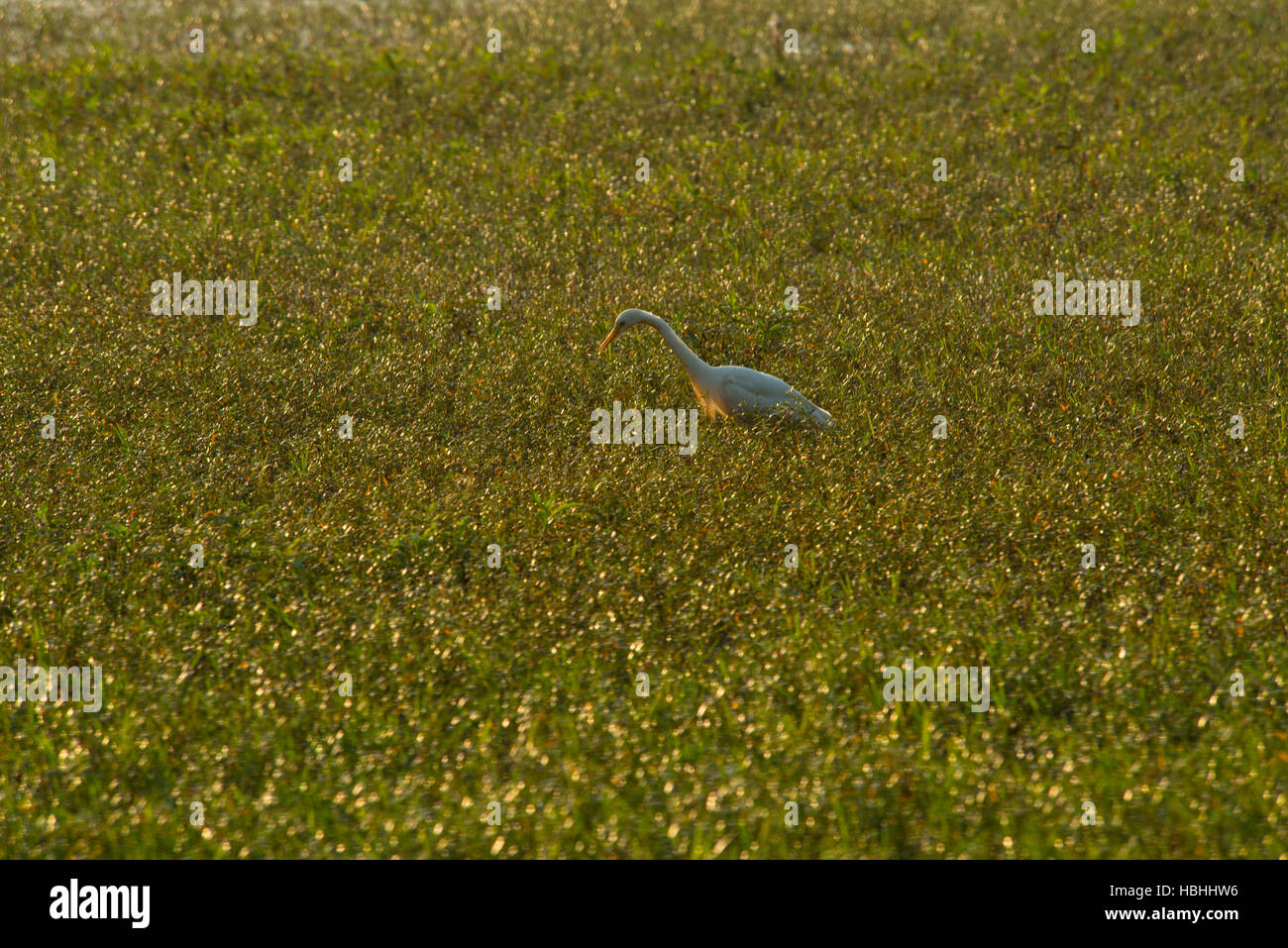 Karmali Lake in Goa is a tiny birding hotspot Stock Photo - Alamy