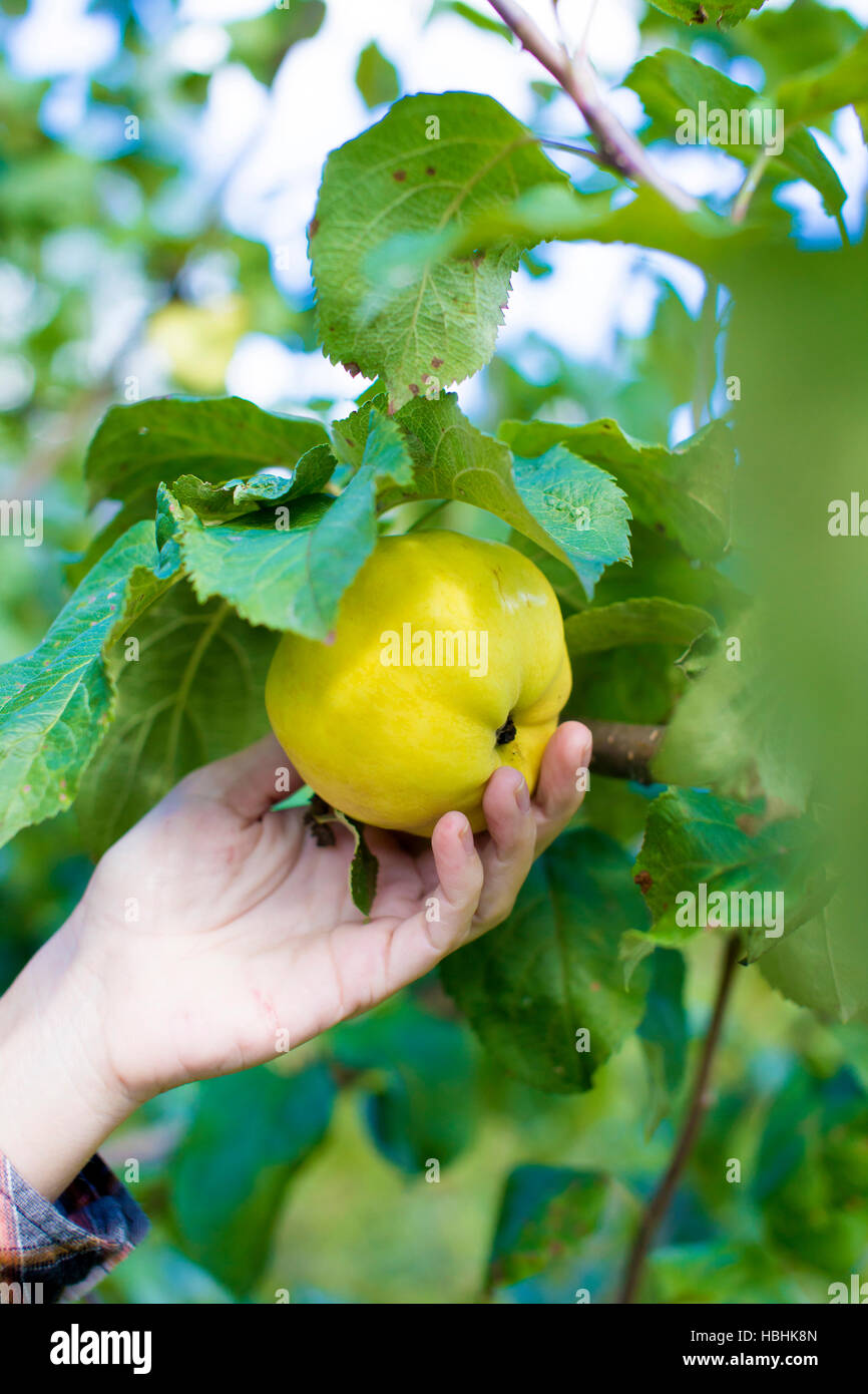 Fresh picked apple harvest in hi-res stock photography and images - Alamy