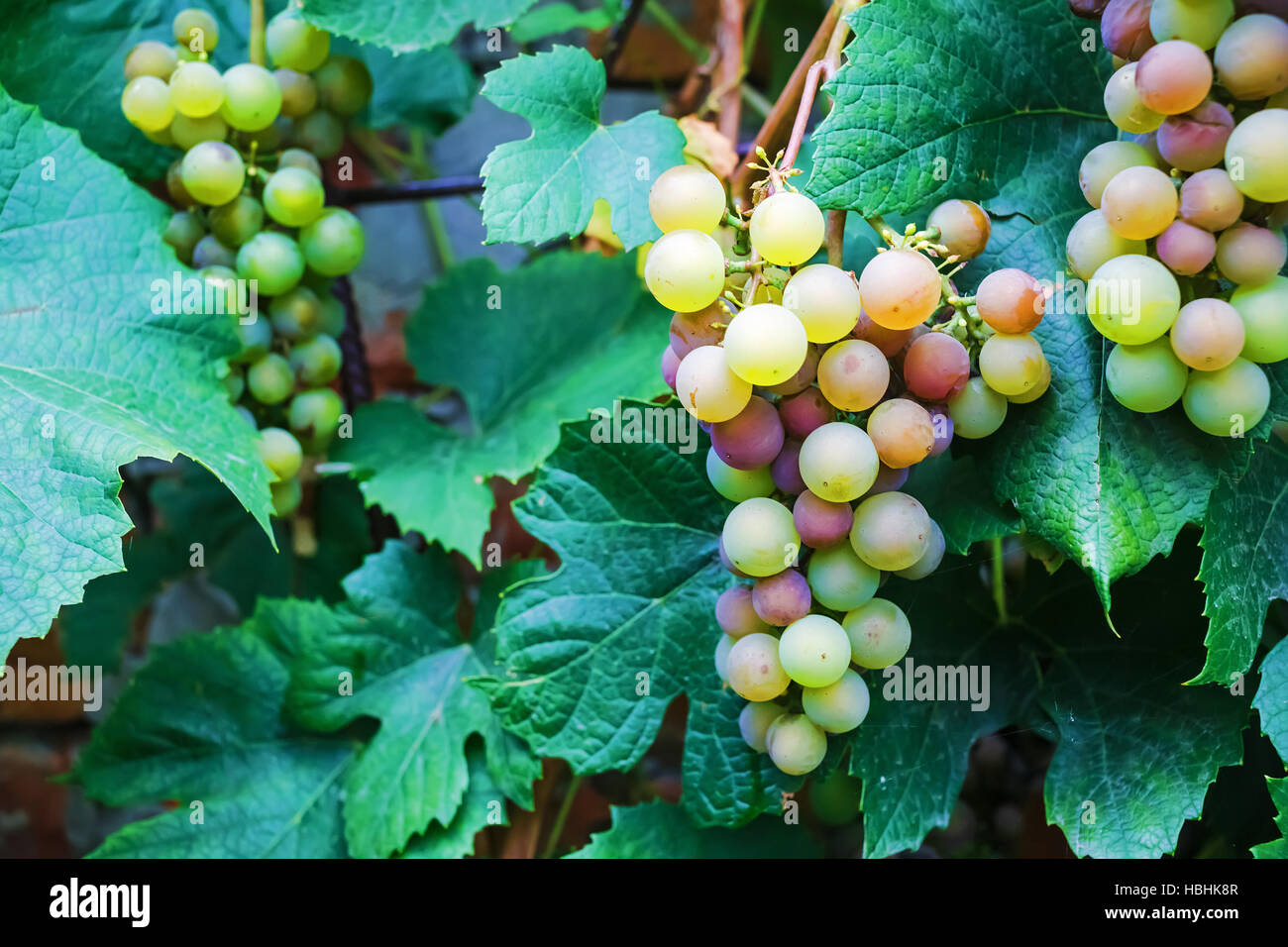 Bunches of wine grapes Stock Photo - Alamy