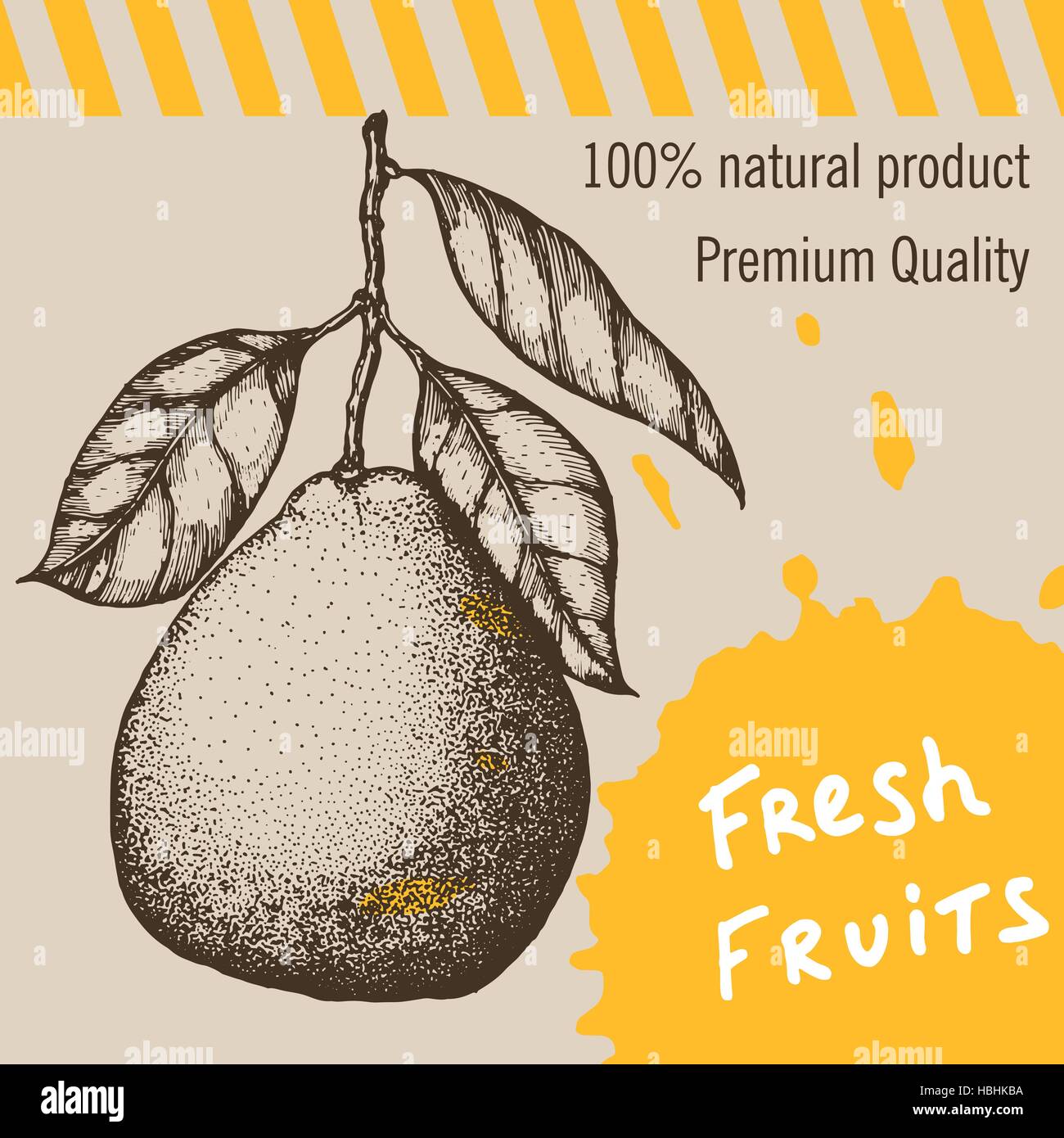 Vintage template. Ink hand drawn design with citrus fruits isolated on ...