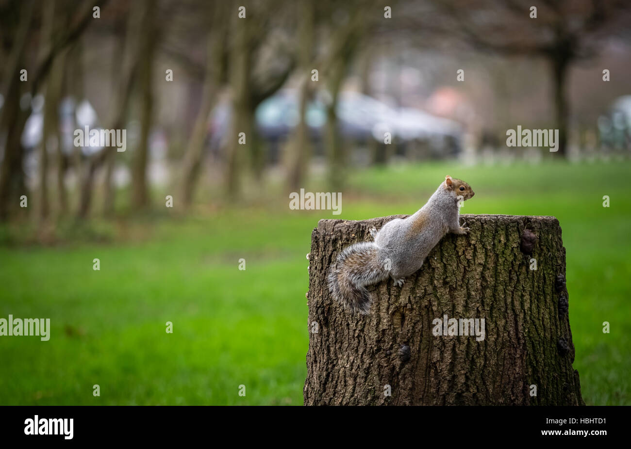Squirrell climbing tree stump Stock Photo - Alamy