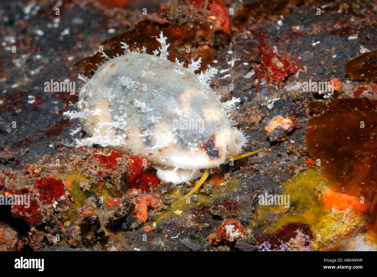 Live Cowry, Bistolida ursellus, showing the mantle and eye. Previously ...