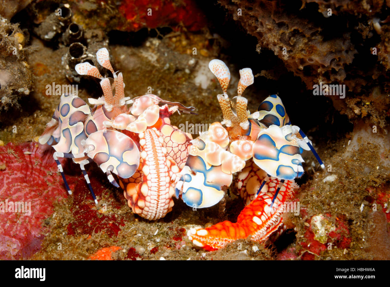 Harlequin Shrimp