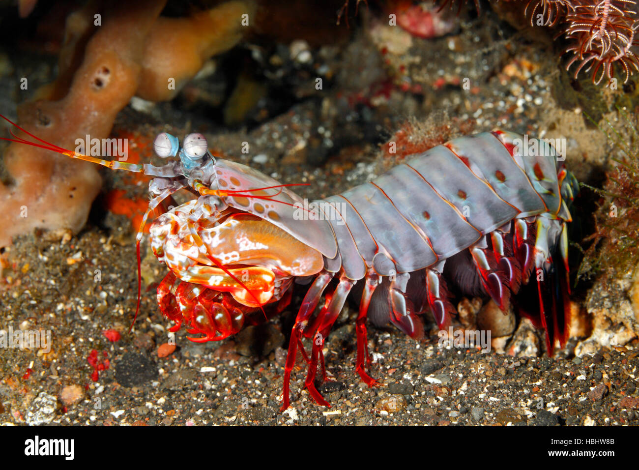 Peacock Mantis Shrimp, Odontodactylus scyllarus, also known as a ...