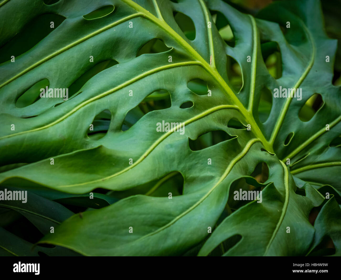 Perforated monstera leaf hi-res stock photography and images - Alamy