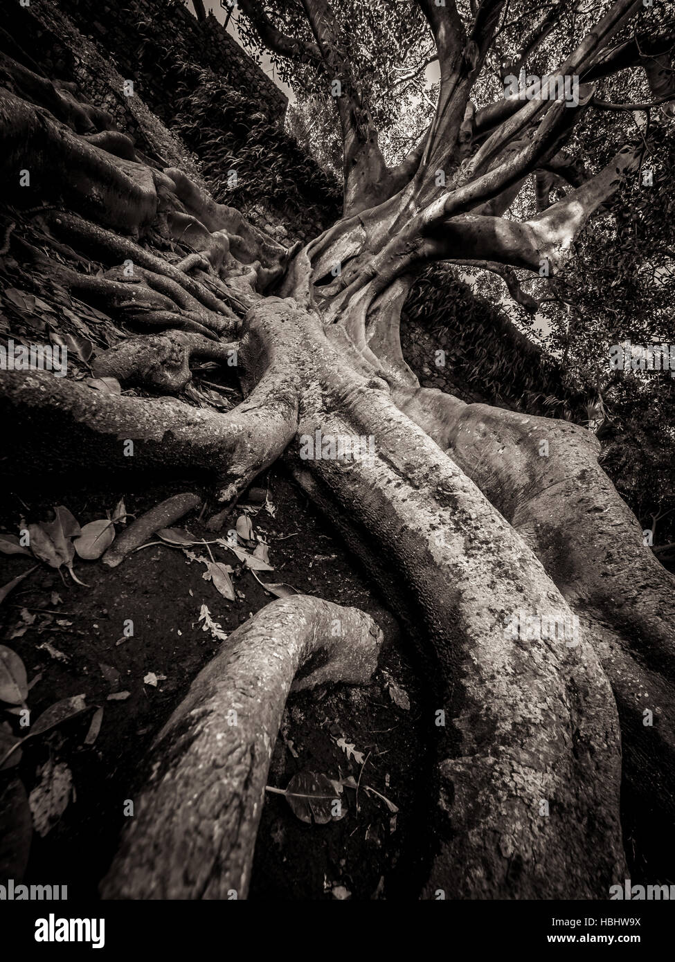 Extending Tree Roots High Resolution Stock Photography and Images - Alamy