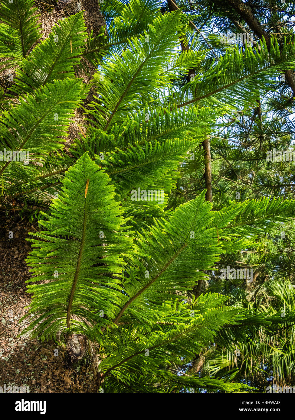 Giant fern detail Stock Photo - Alamy