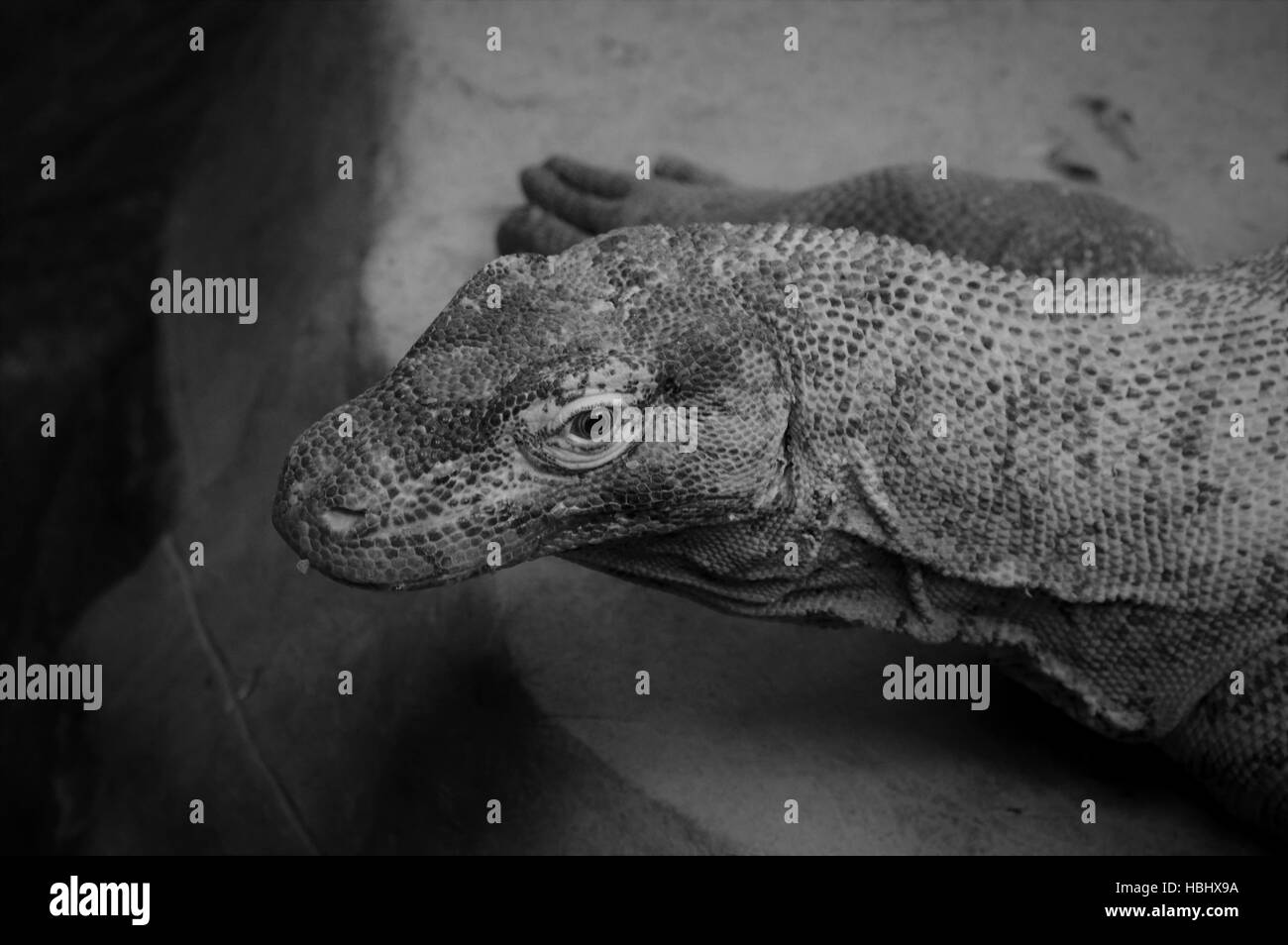 Komodo dragon Black and White Stock Photos & Images - Alamy