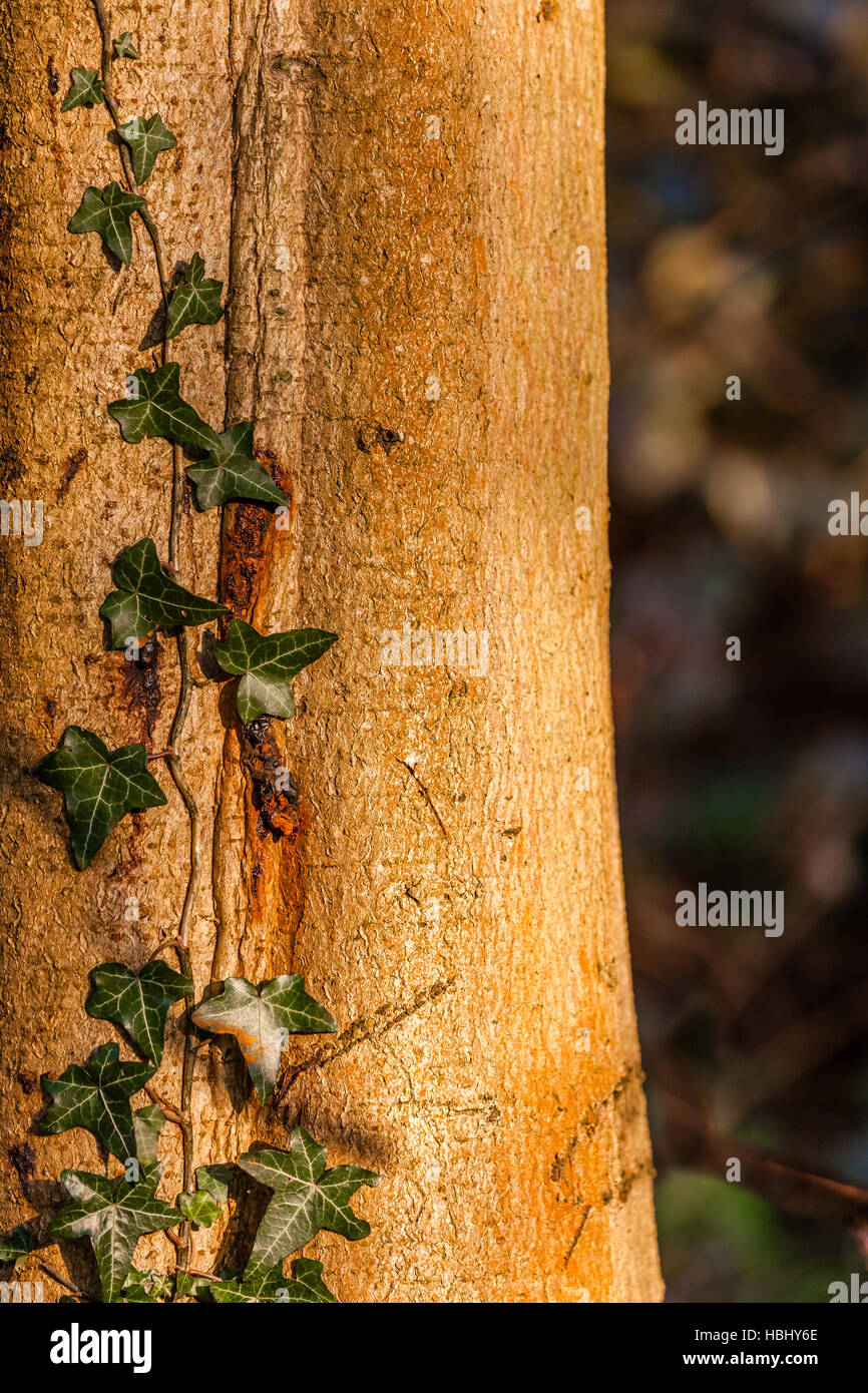Ivy creeping on trunk hi-res stock photography and images - Alamy