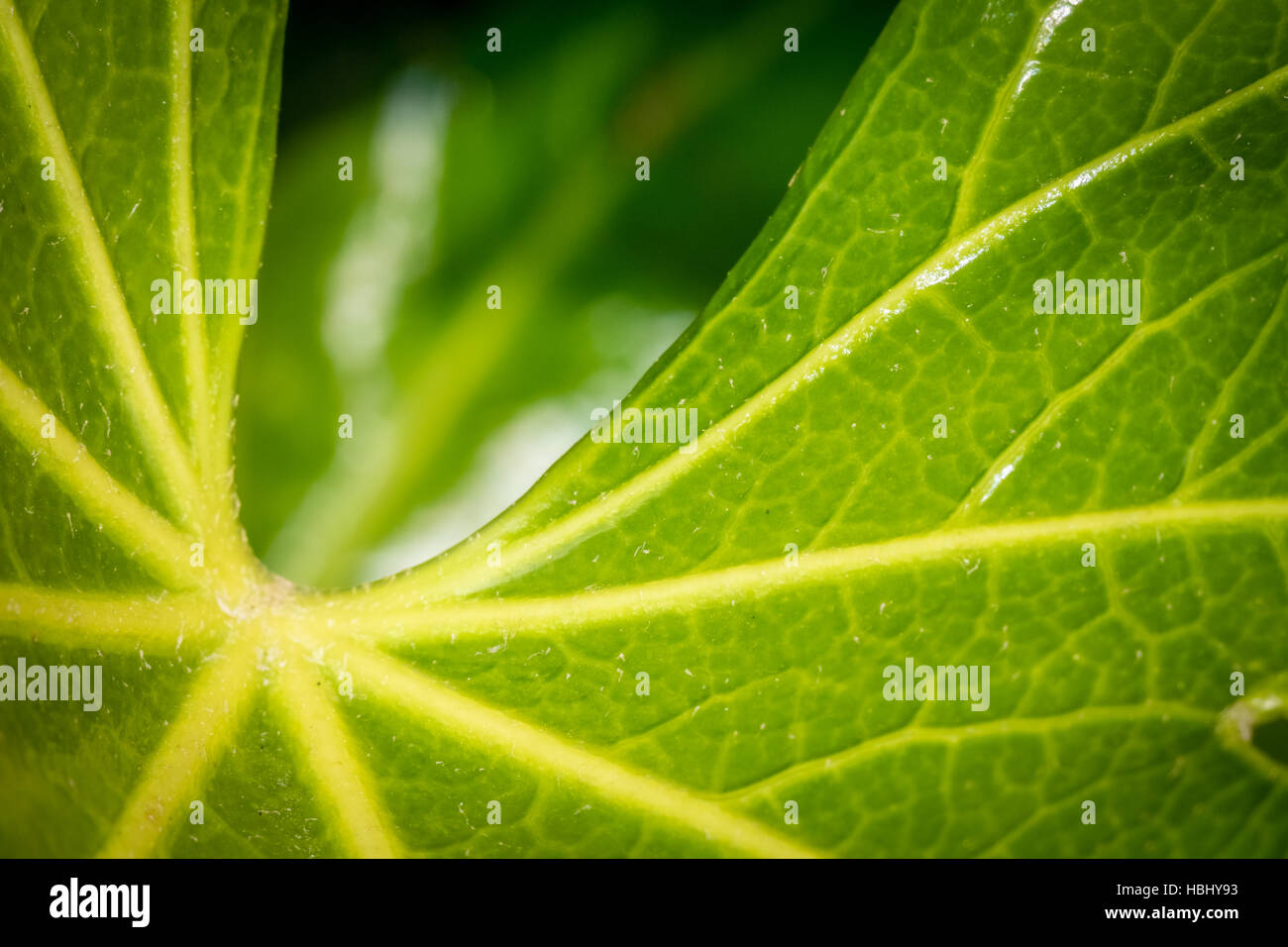Large leaf texture Stock Photo - Alamy