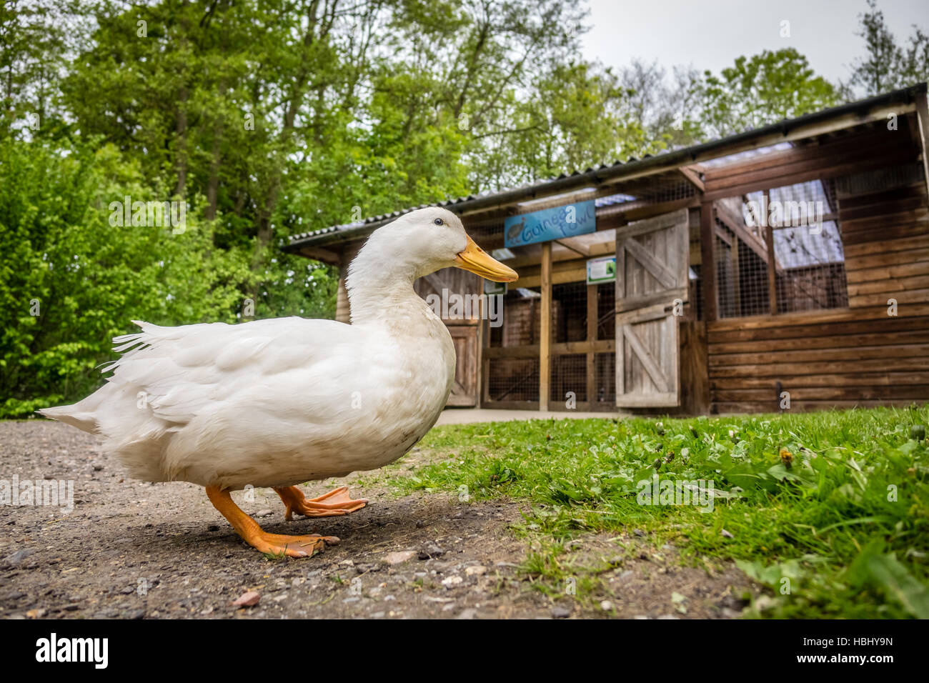 Lazy Duck High Resolution Stock Photography and Images - Alamy