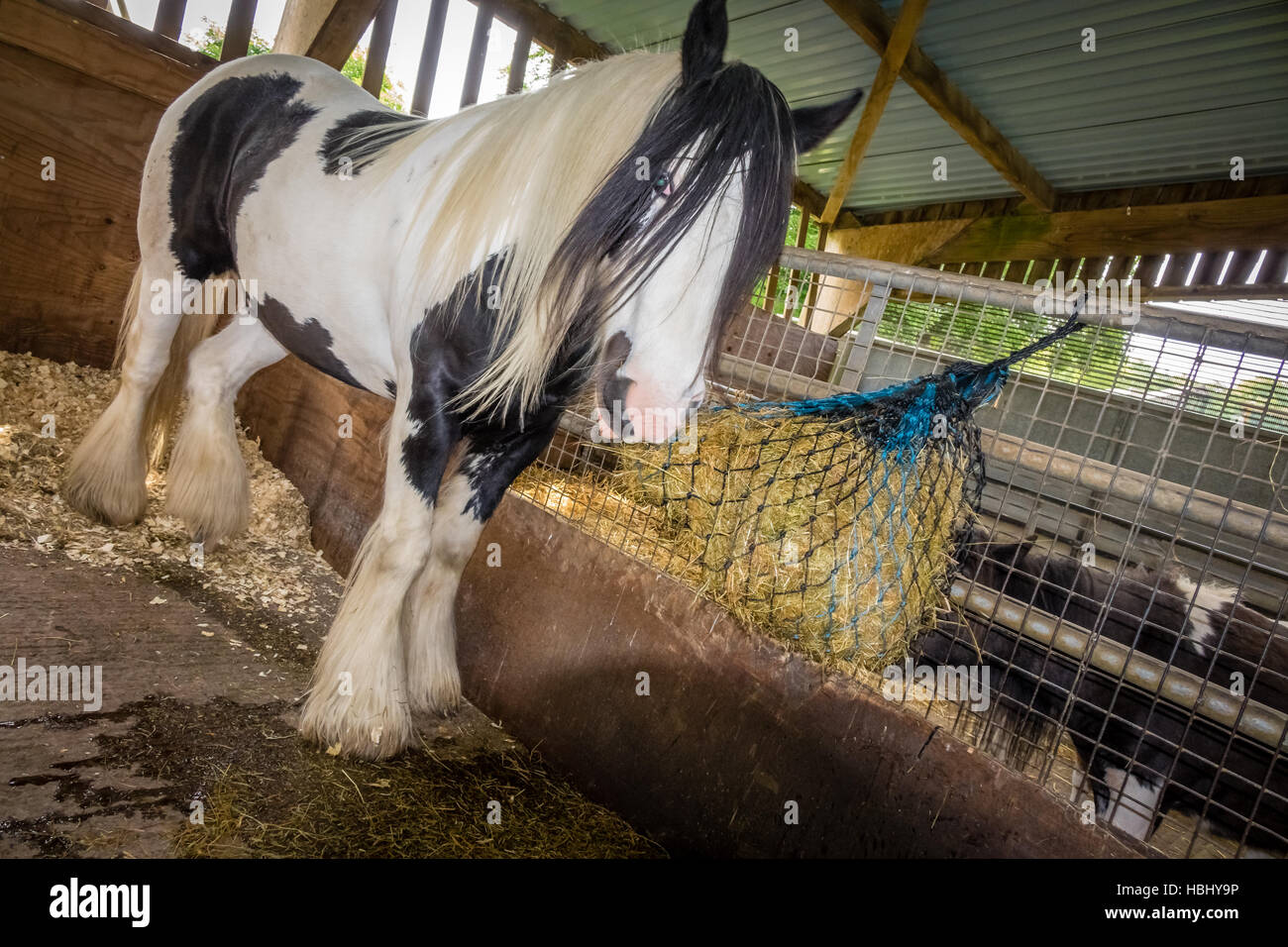 Horse eating hay Stock Photo - Alamy