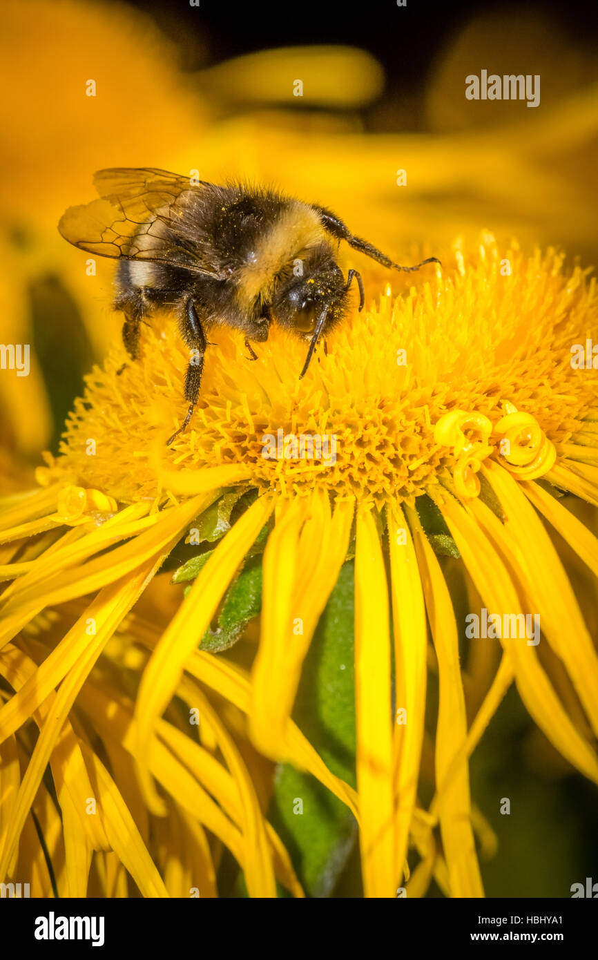 Bee collecting pollen Stock Photo - Alamy