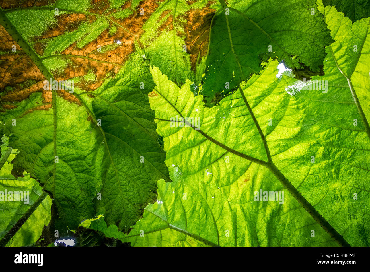 Large leaf texture Stock Photo - Alamy