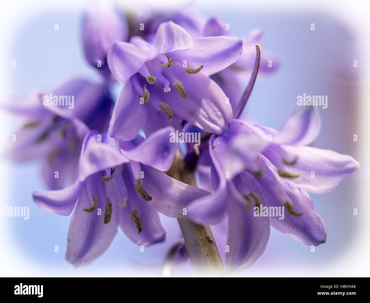 Campanula rapunculoides bud close up Stock Photo - Alamy