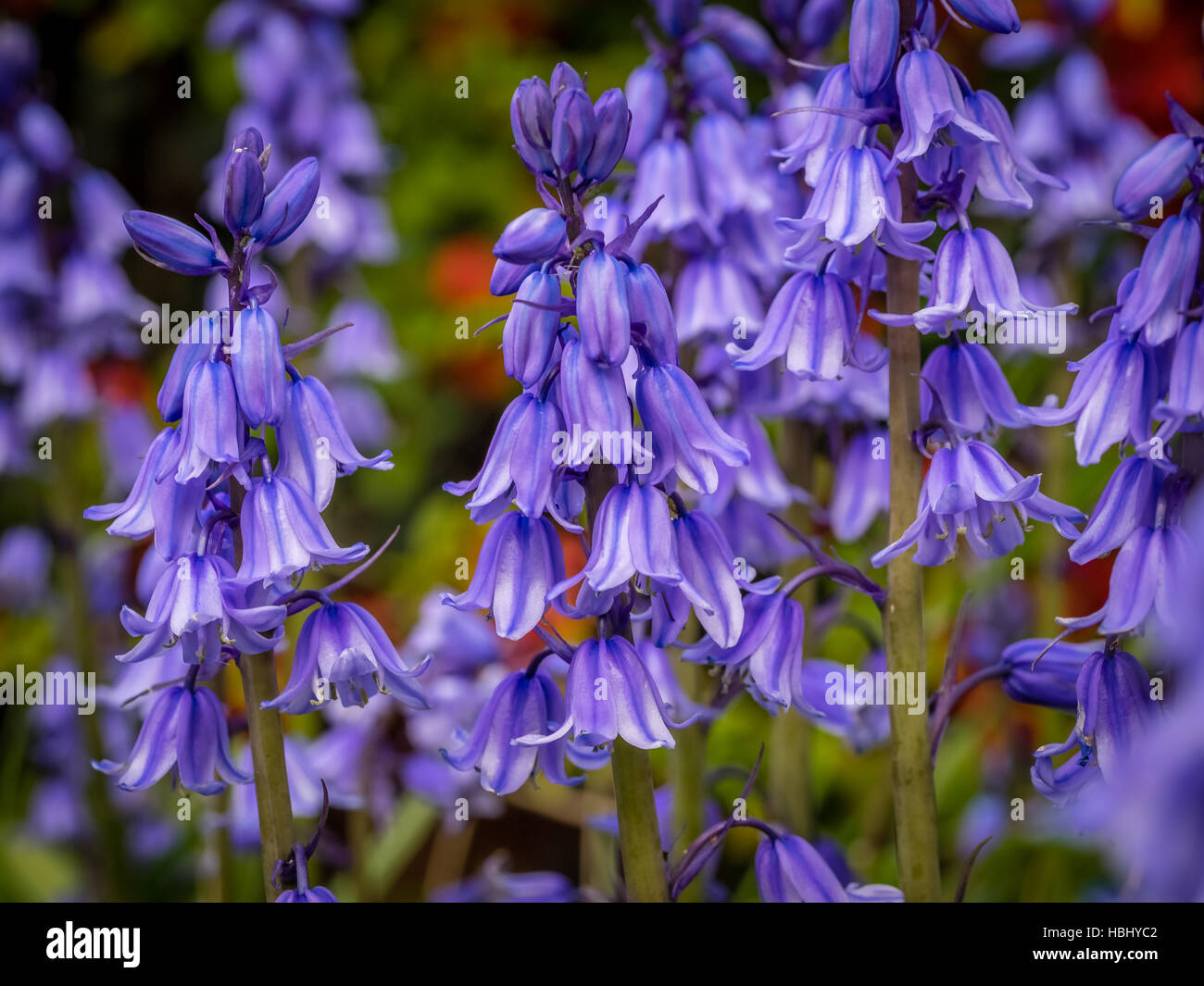 Beautiful campanula rapunculoides flowers hi-res stock photography and ...
