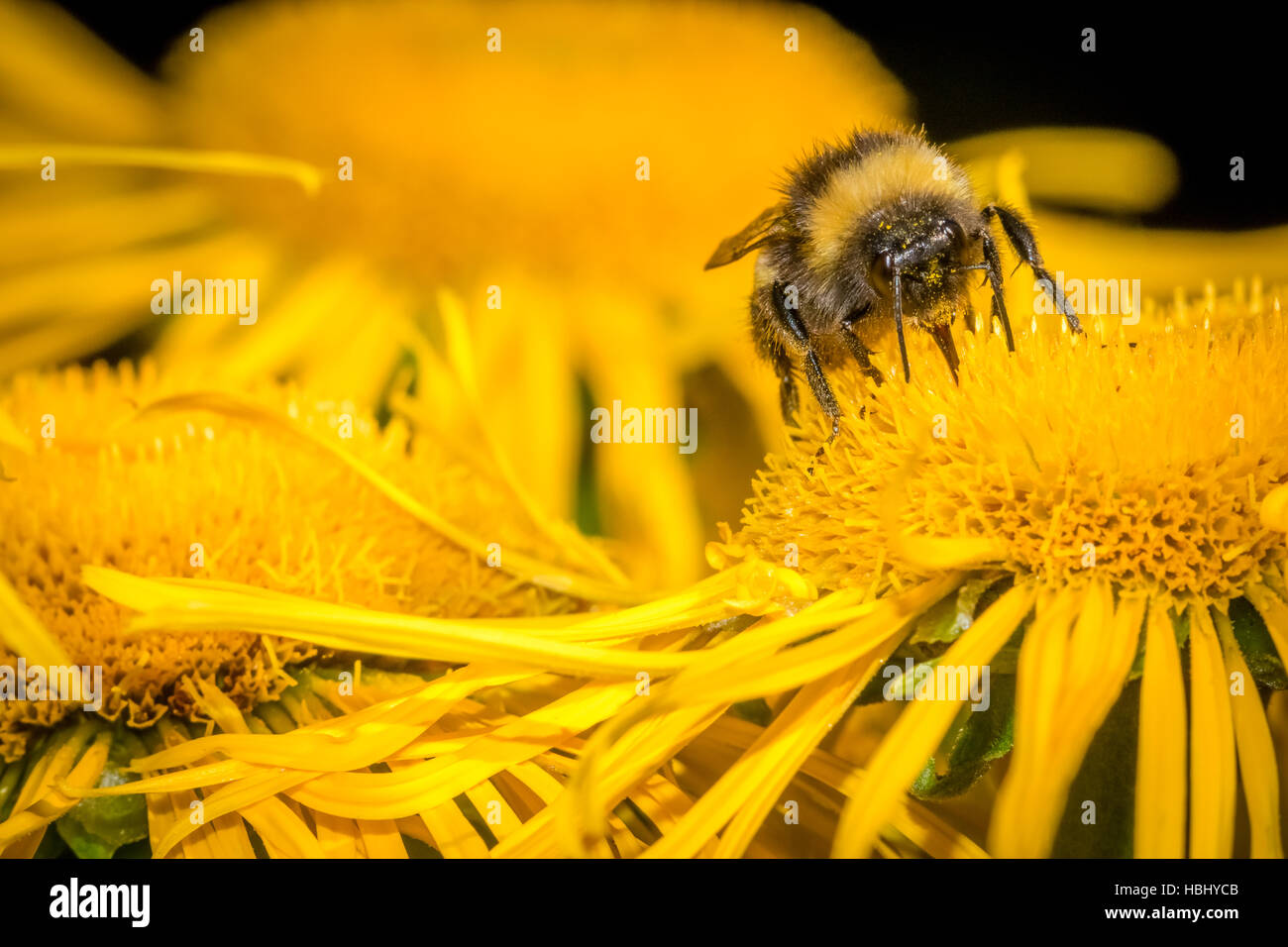 Bee collecting pollen Stock Photo - Alamy