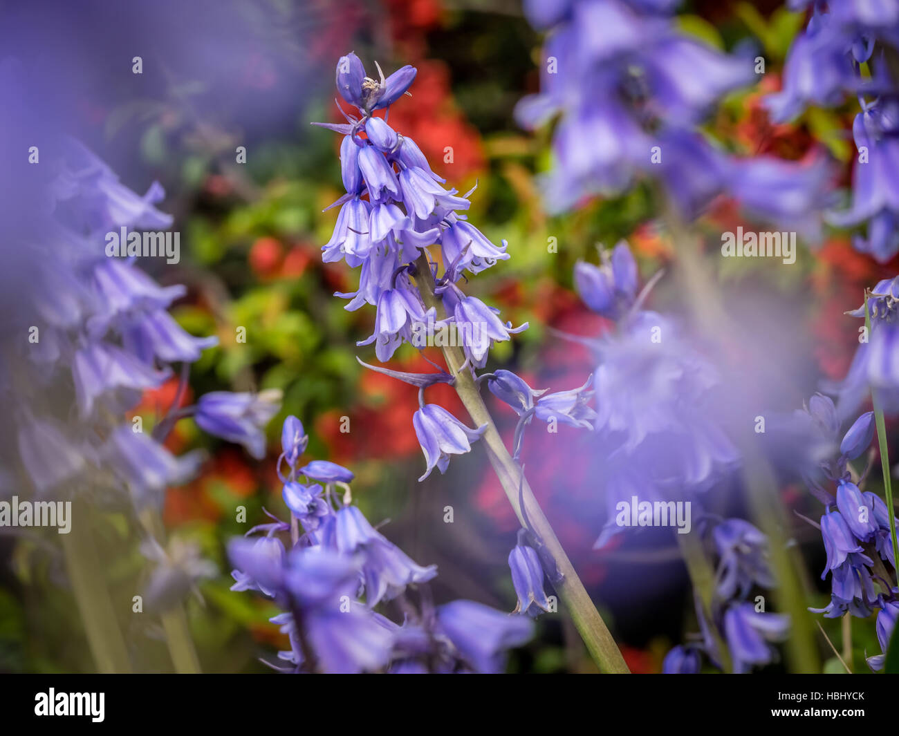 Campanula rapunculoides flowers Stock Photo - Alamy