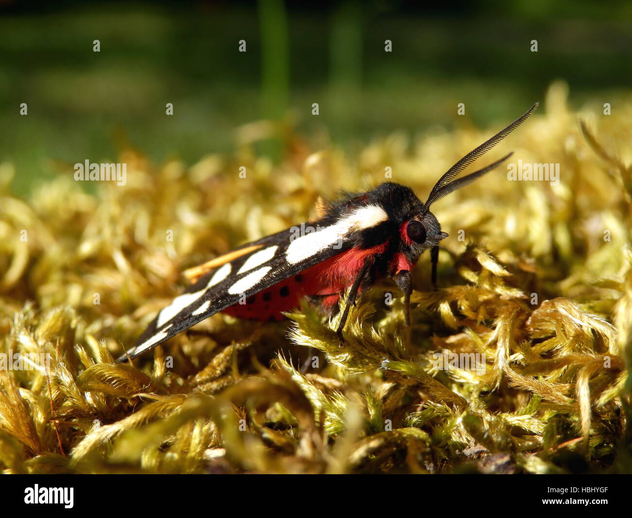 Cream-spot Tiger Moth Stock Photo - Alamy