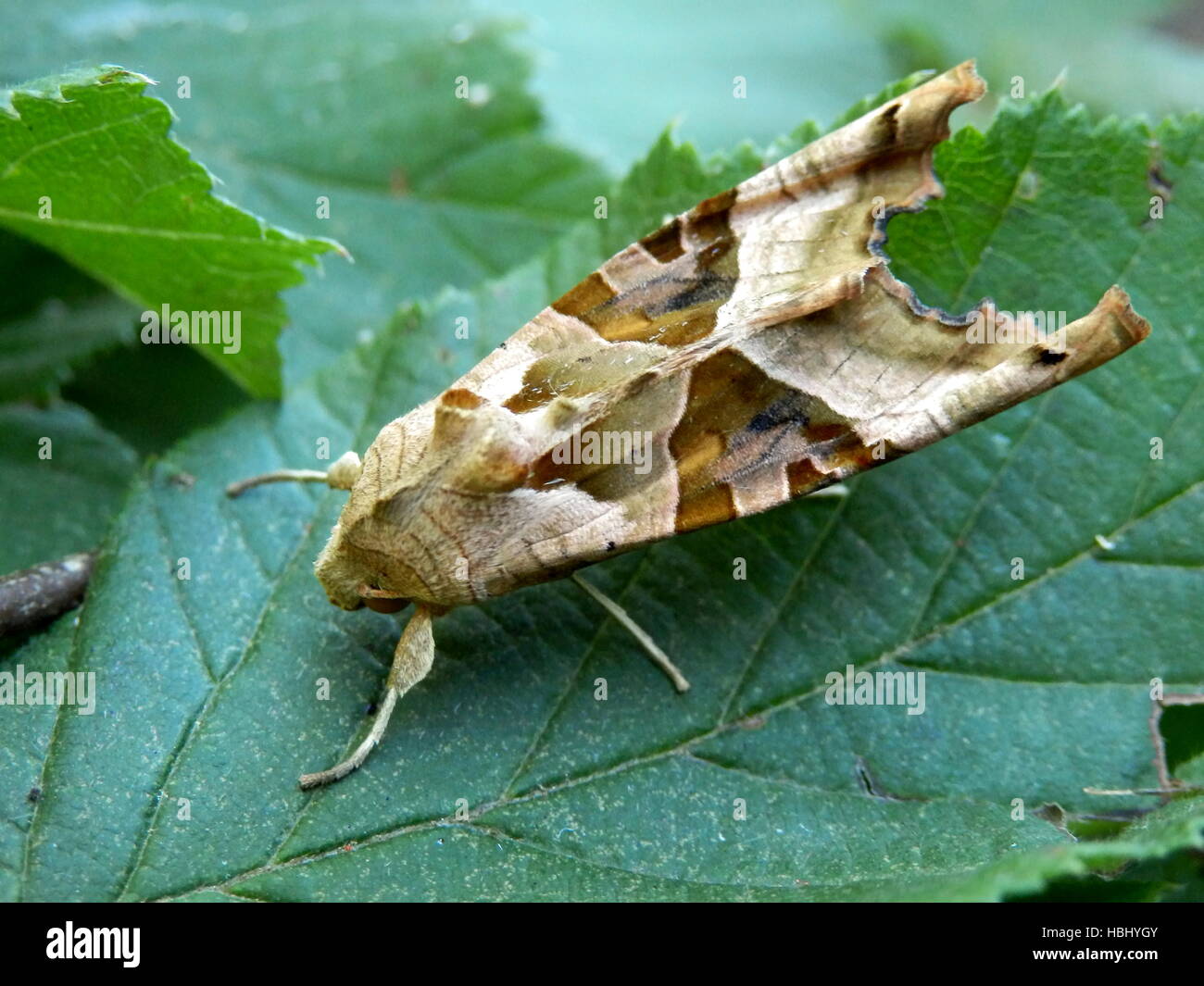 Moth wing markings hi-res stock photography and images - Alamy