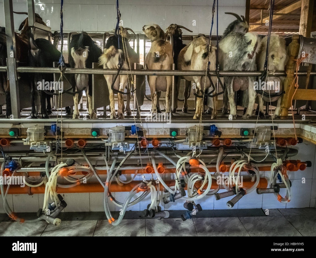 Milking of goats Stock Photo - Alamy