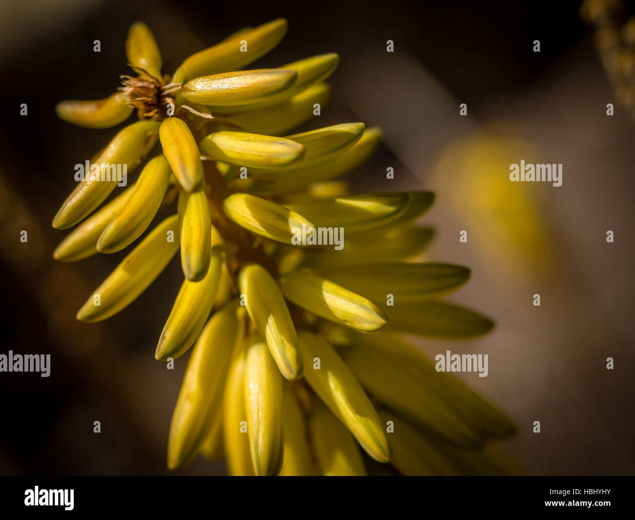 Yellow Aloe Vera Stock Photo - Alamy