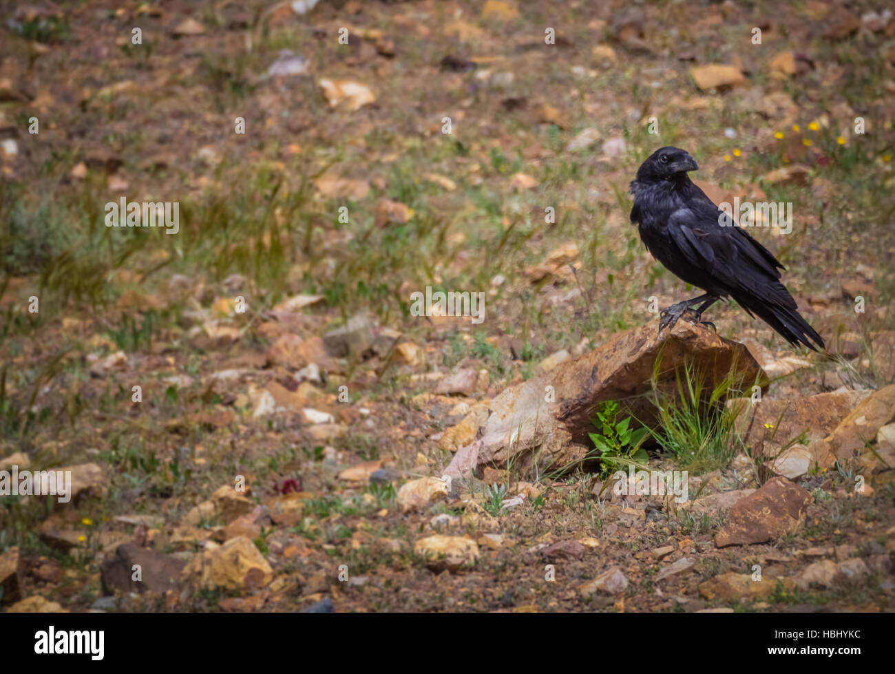 Raven large death hi-res stock photography and images - Alamy